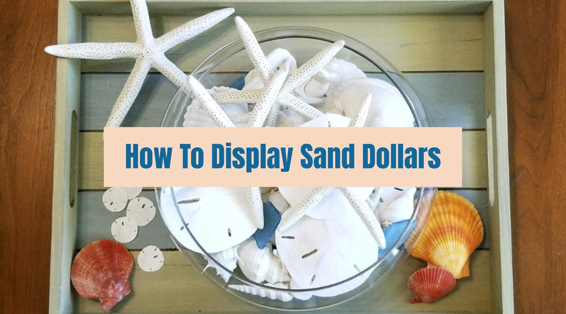 10 Creative Ways To Display Sand Dollars – Tumbler Home
