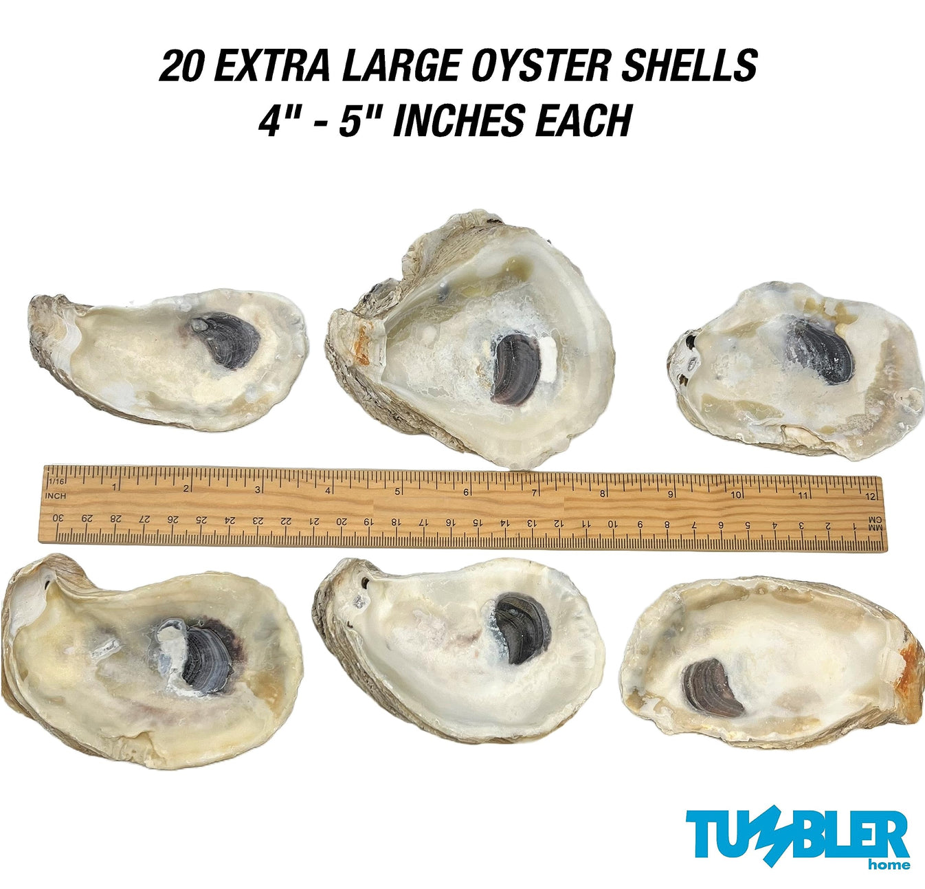 Oyster Shells for Crafts (20 pack) – Tumbler Home